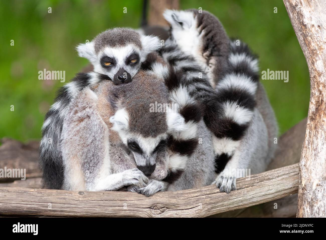 A group of ring tailed lemurs (lemur catta) huddled up together Stock ...