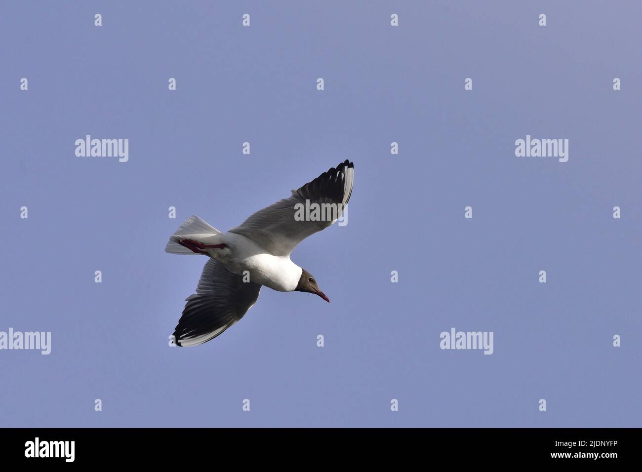 Black-headed gull at RSPB Loch Leven Stock Photo - Alamy