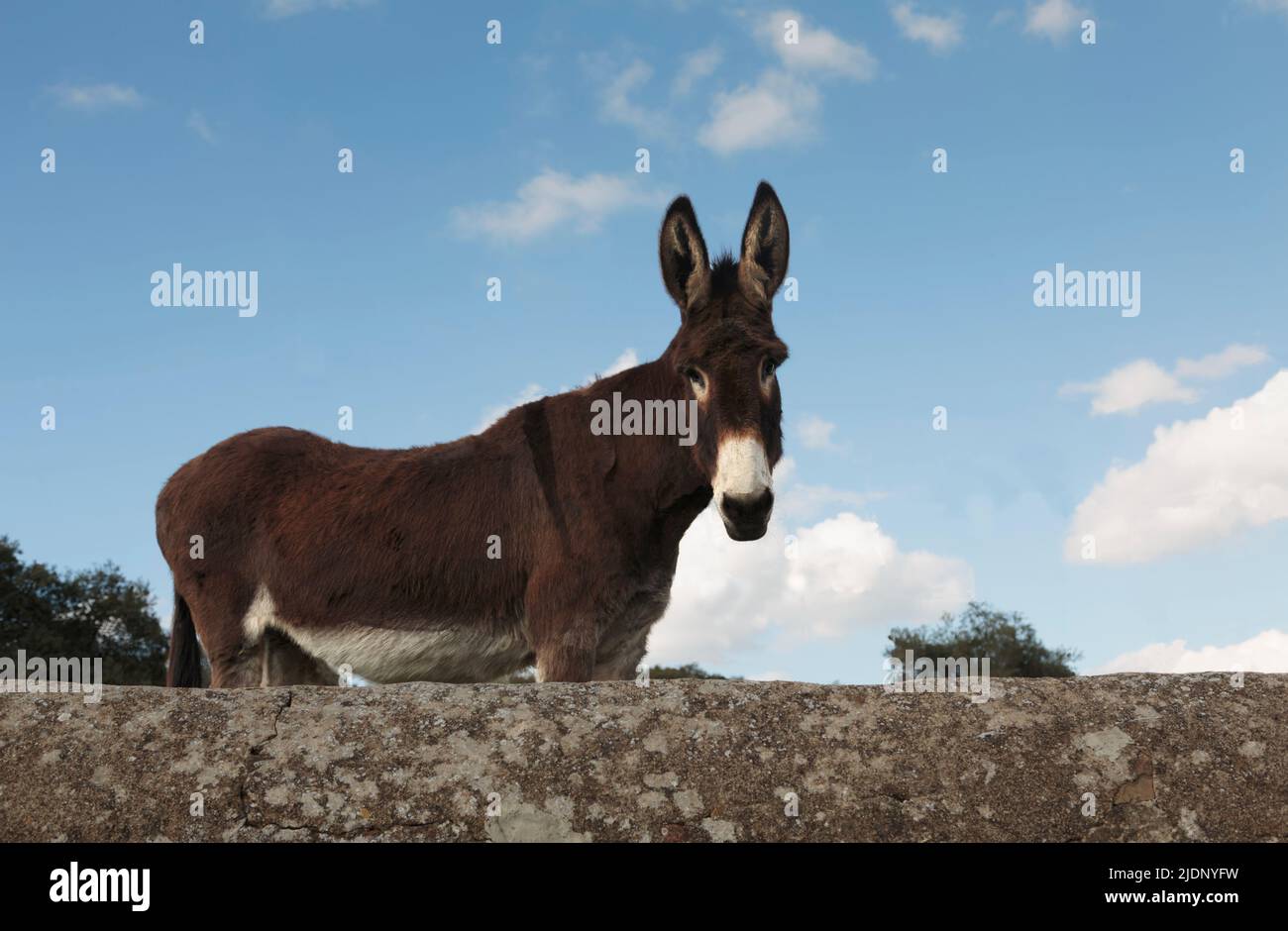 Curious cute donkey looking down at camera Stock Photo - Alamy