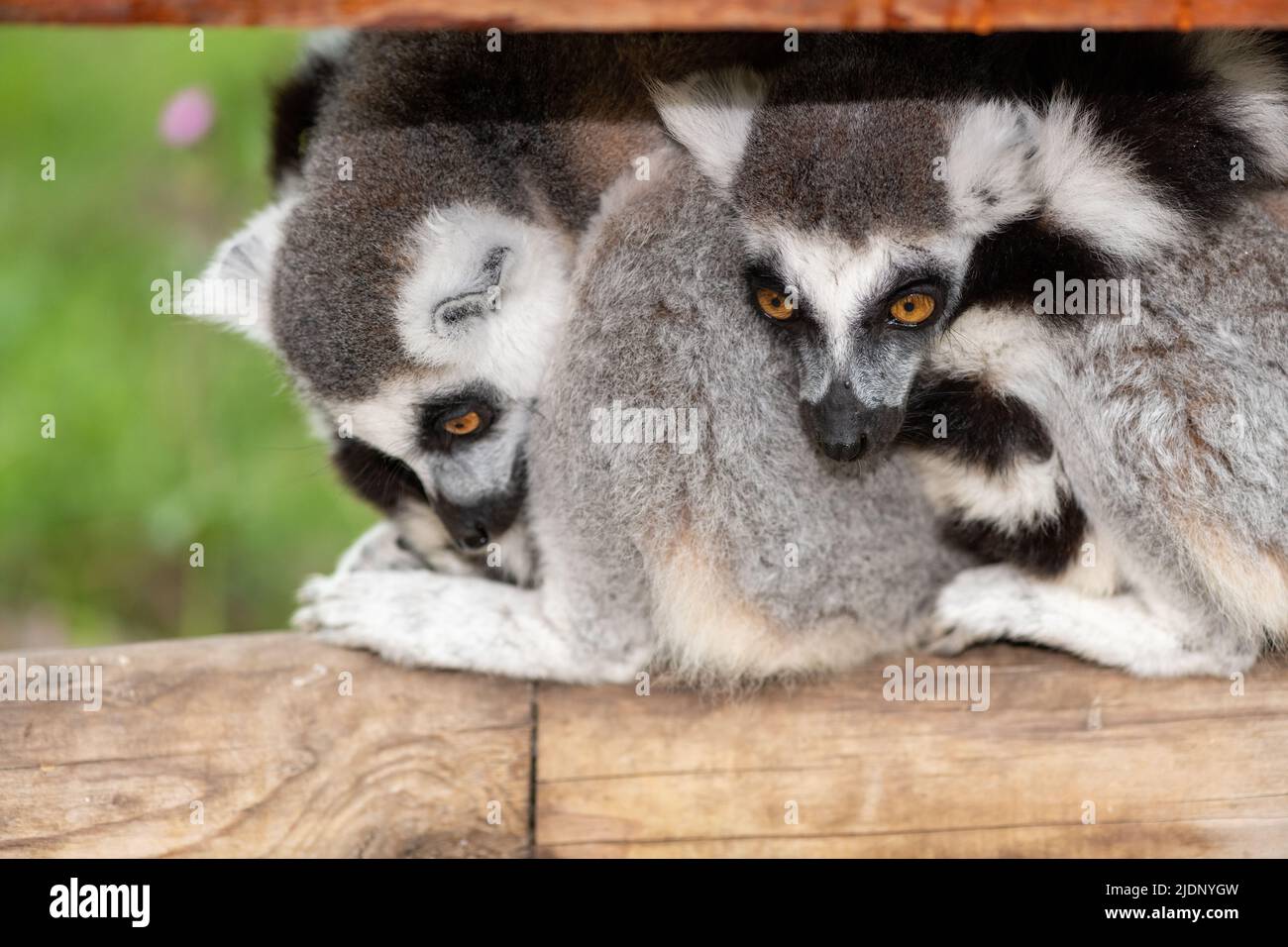 Ring tailed lemur lemur catta pair hi-res stock photography and images ...