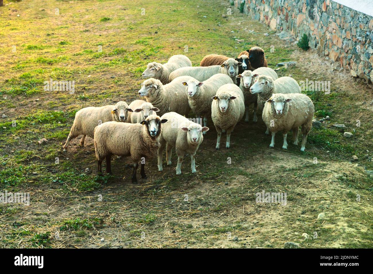 Cute sheep hi-res stock photography and images - Alamy