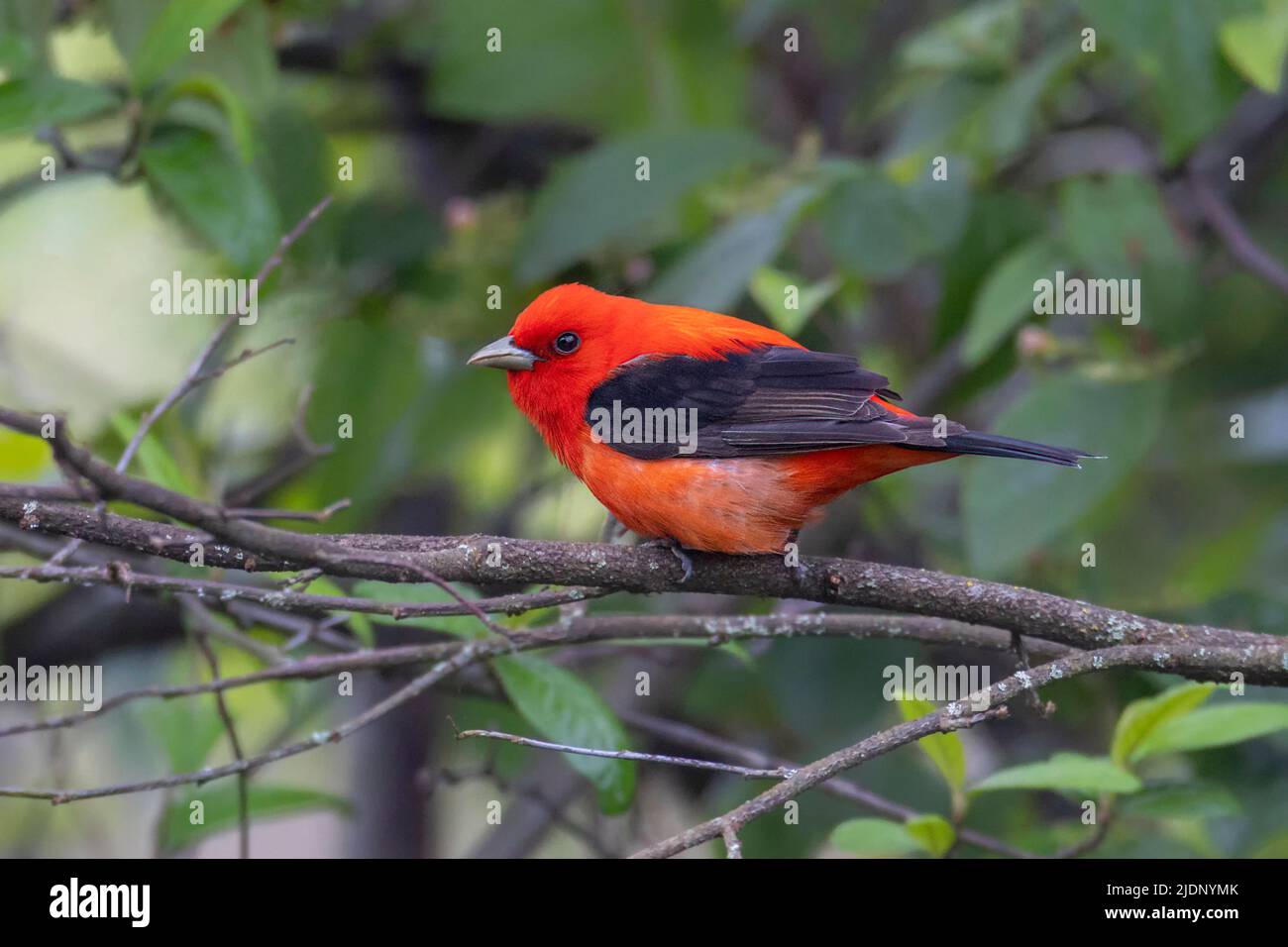 red Scarlet Tanager bird at Vancouver BC Canada Stock Photo - Alamy