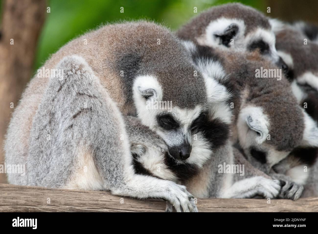 A group of ring tailed lemurs (lemur catta) huddled up together Stock ...