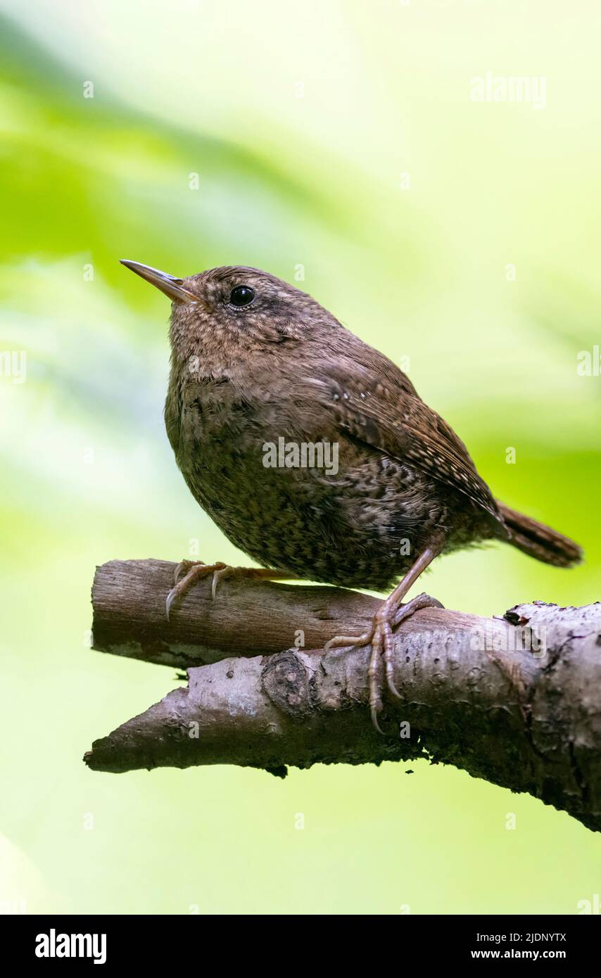 Pacific wren bird at Vancouver BC Canada Stock Photo - Alamy