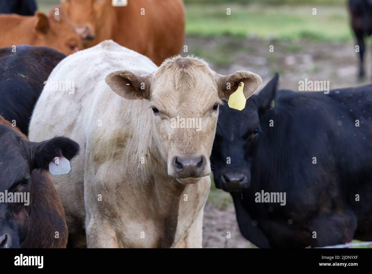 Cow in a green field. California Stock Photo - Alamy