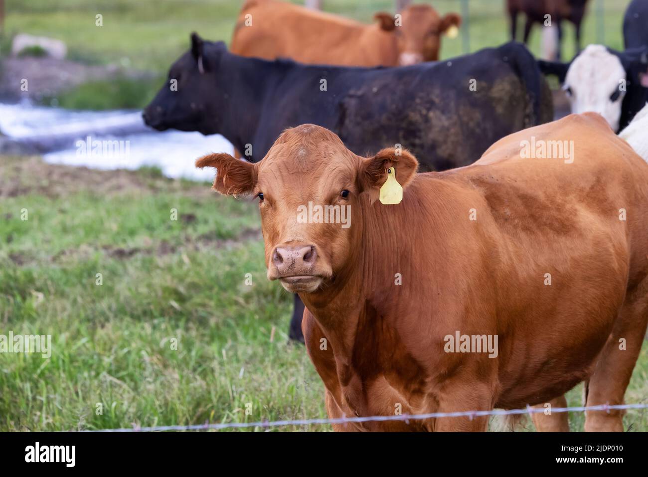 Cow in a green field. California Stock Photo - Alamy