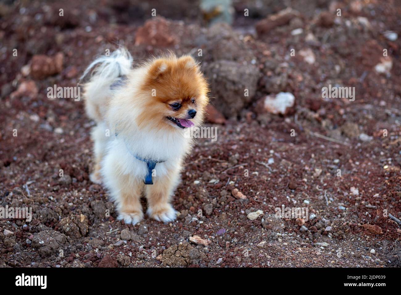 Portrait standing pomeranian dogs hi-res stock photography and images ...