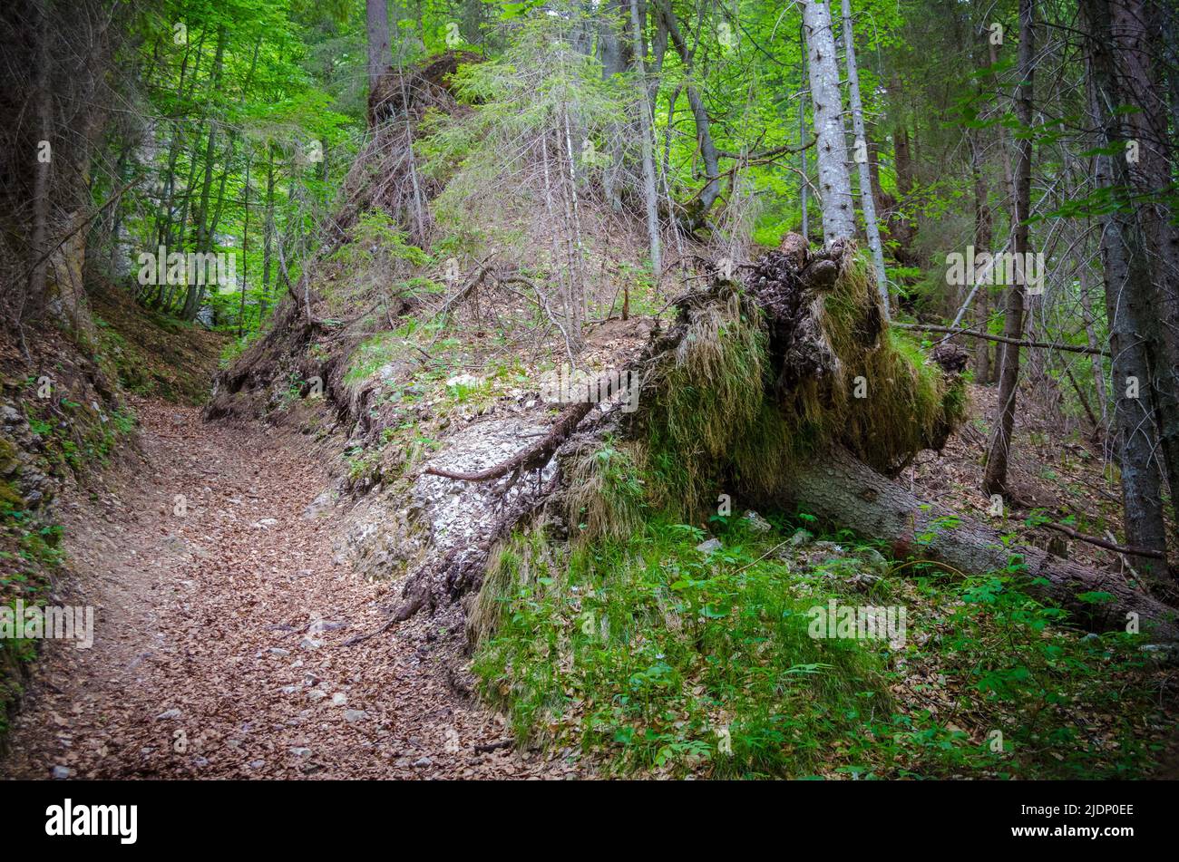 Sentiero di montagna Stock Photo - Alamy