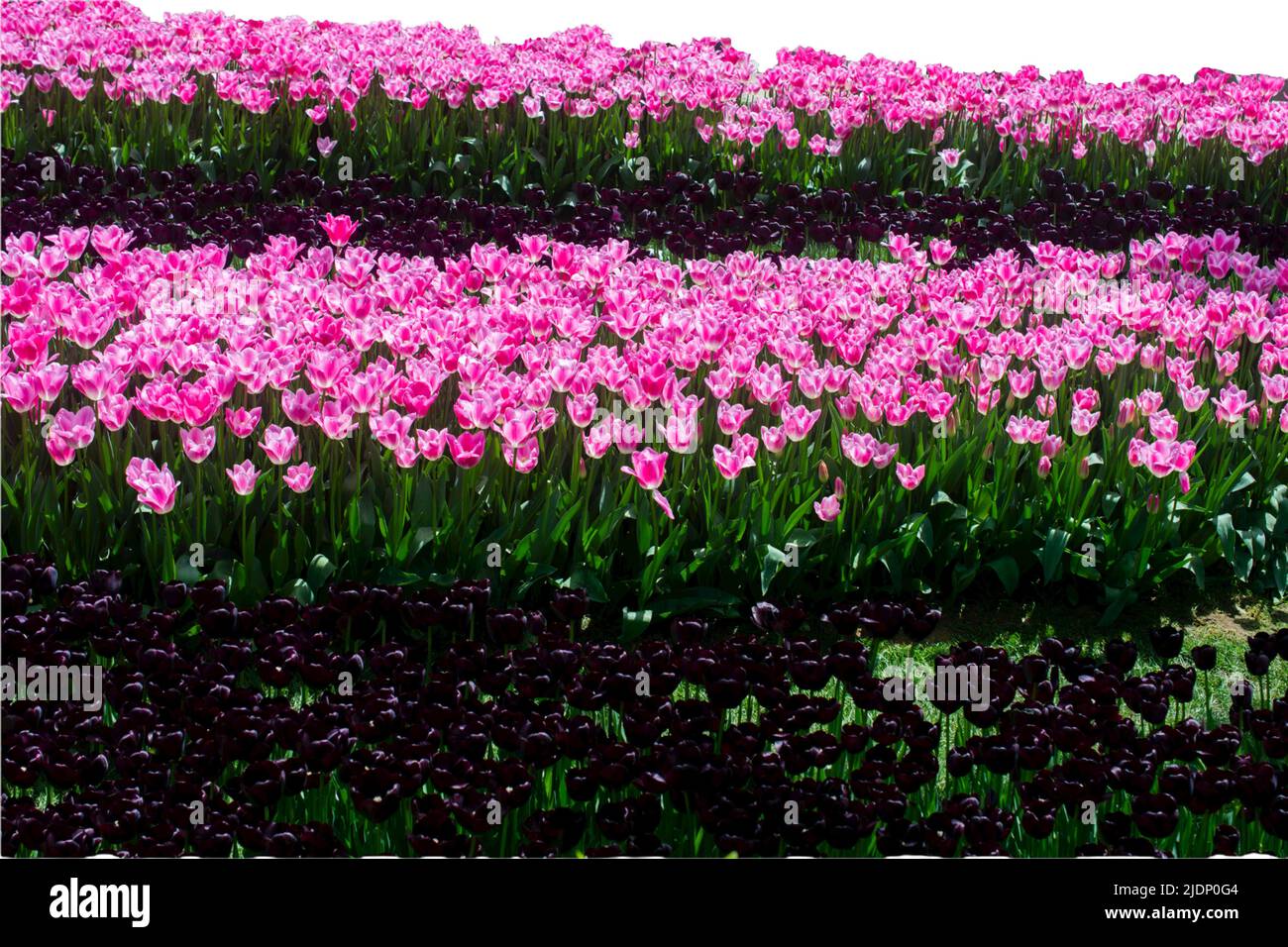 Spring flowers tulips isolated on white background. floral collection ...