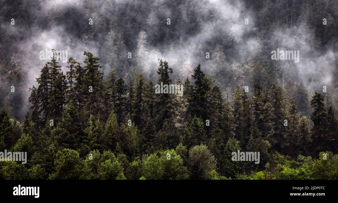 Green Evergreen Trees in a forest on top of a mountain covered in ...