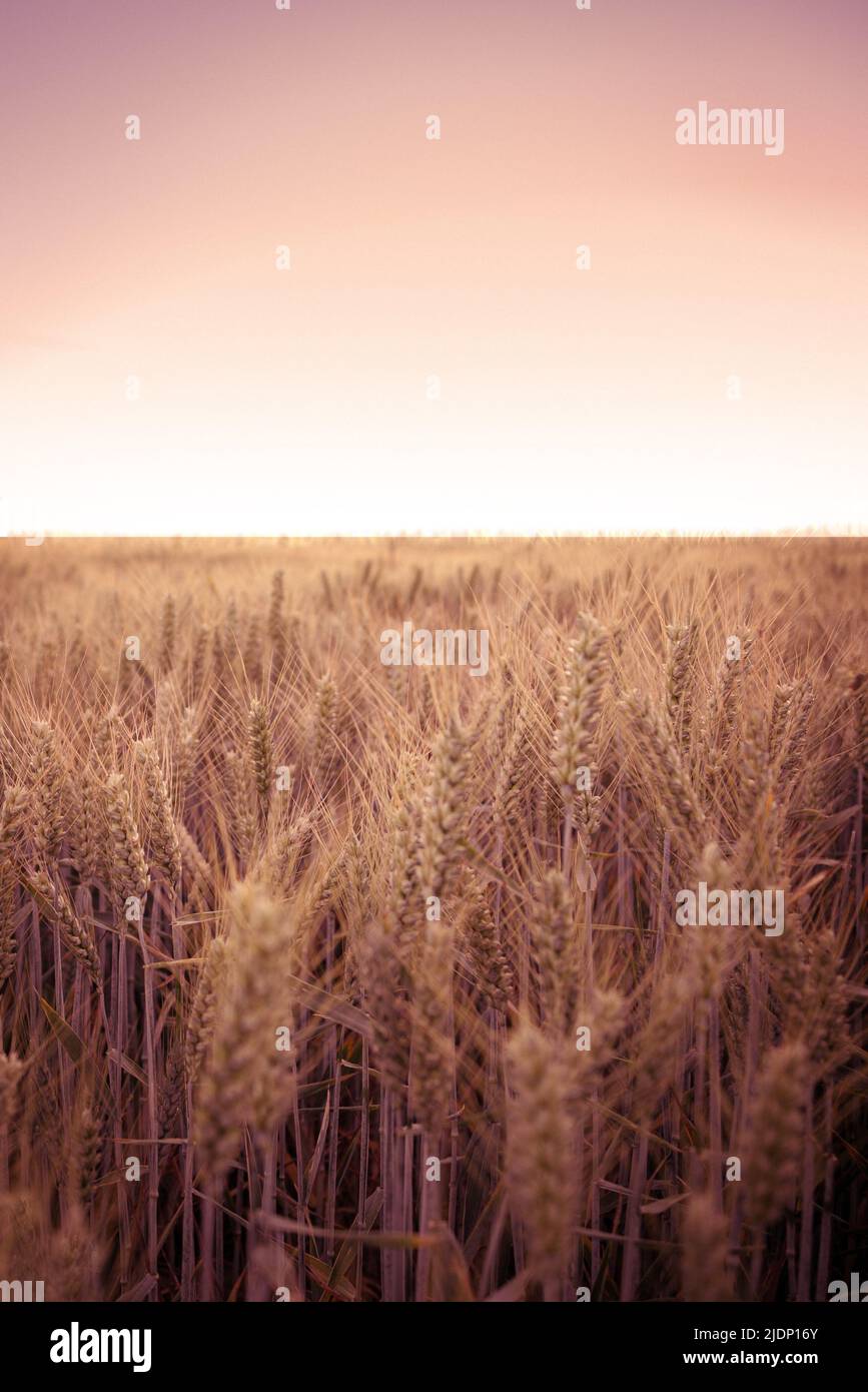 Dusk rose sky hi-res stock photography and images - Alamy