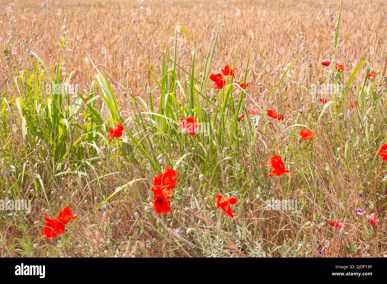 Red poppy flowers in a field with ripe wheat. Beautiful natural ...