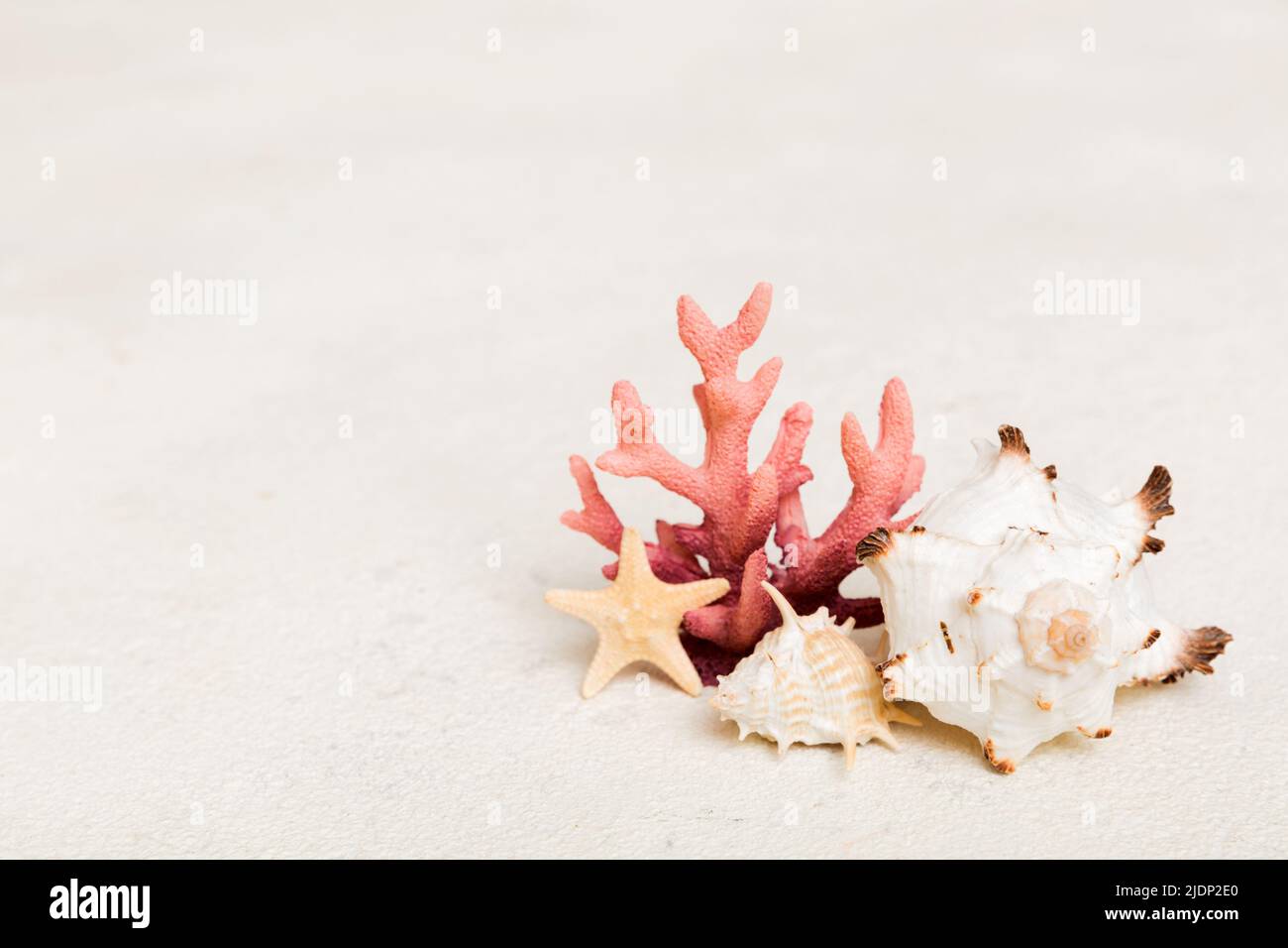 Beach seashells on colored background. Mock up with copy space Stock ...