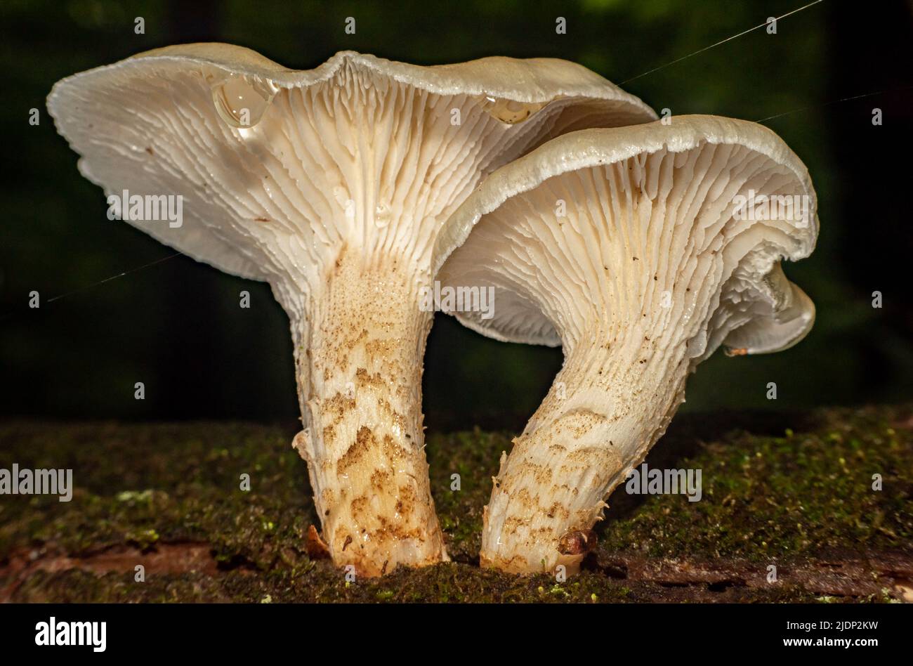 Train wrecker mushroom hi-res stock photography and images - Alamy