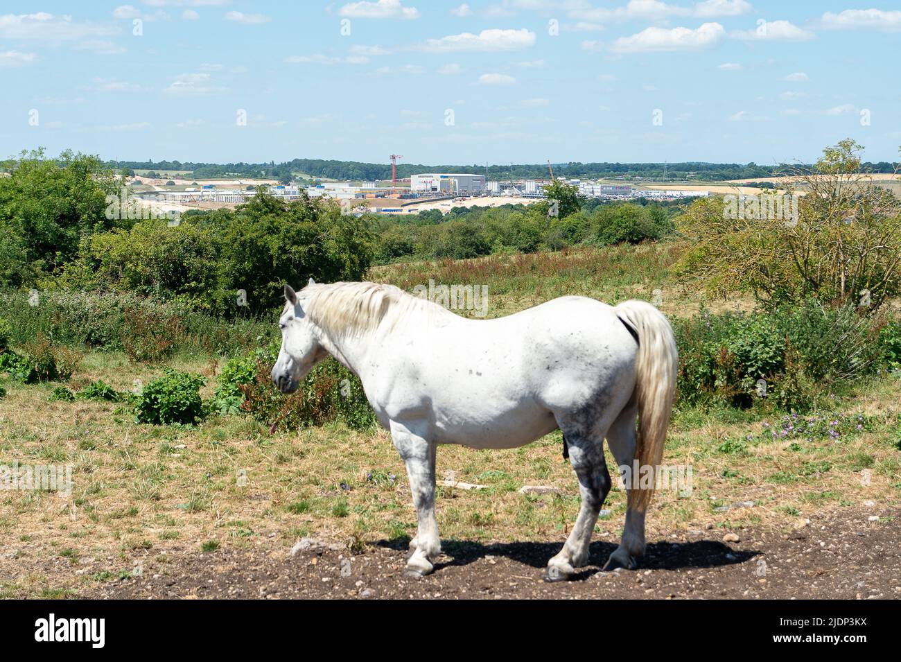 West Hyde, Hertfordshire, UK. 22nd June, 2022. Horses graze in fields ...