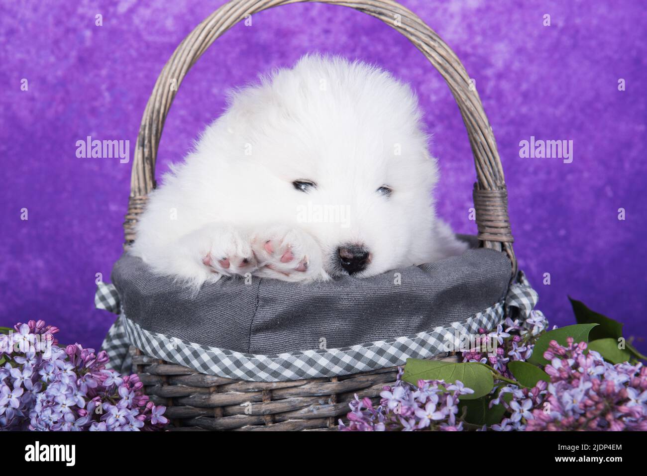 White fluffy small Samoyed puppy dog is sitting on purple background ...