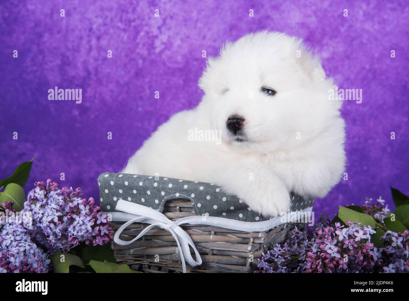 White fluffy small Samoyed puppy dog is sitting on purple background ...