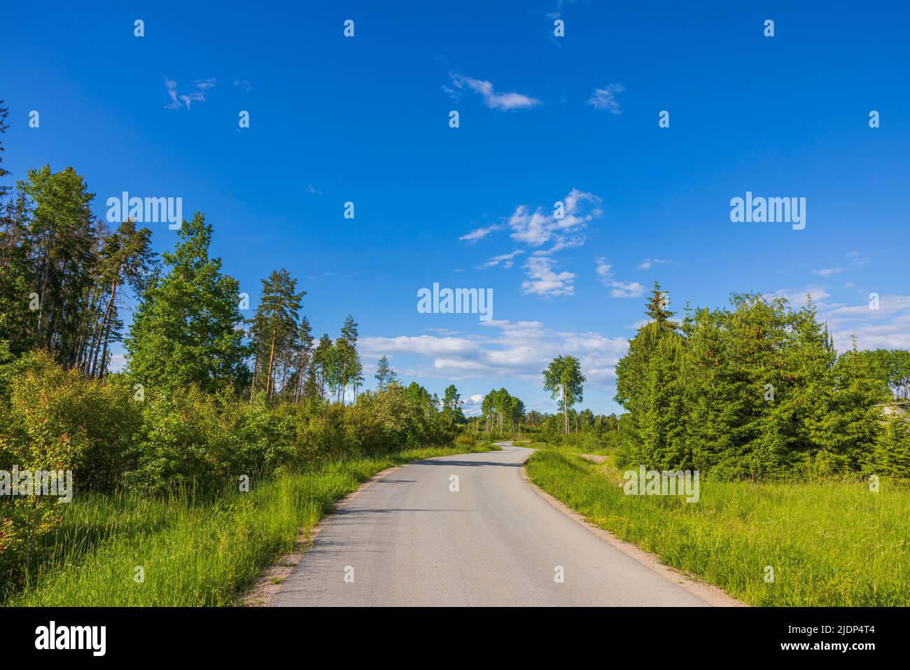 Beautiful view of road and green trees merging to blue sky on horizon ...