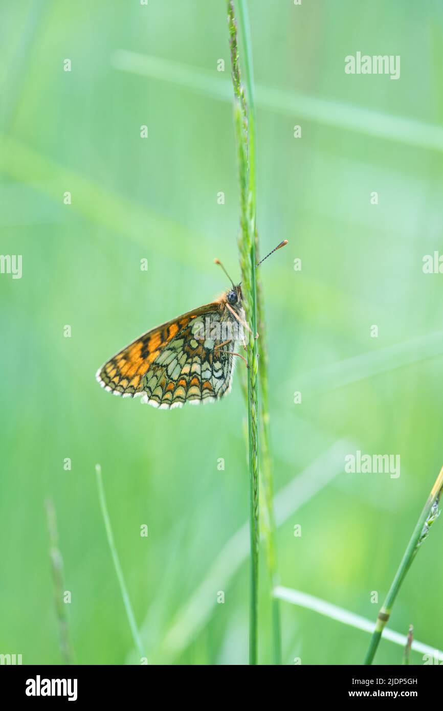 Heath fritillary (Mellicta athalia), underside of adult butterfly Stock ...