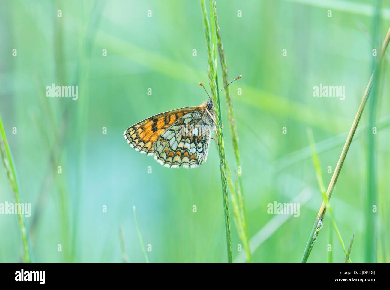 Heath fritillary (Mellicta athalia), underside of adult butterfly Stock ...
