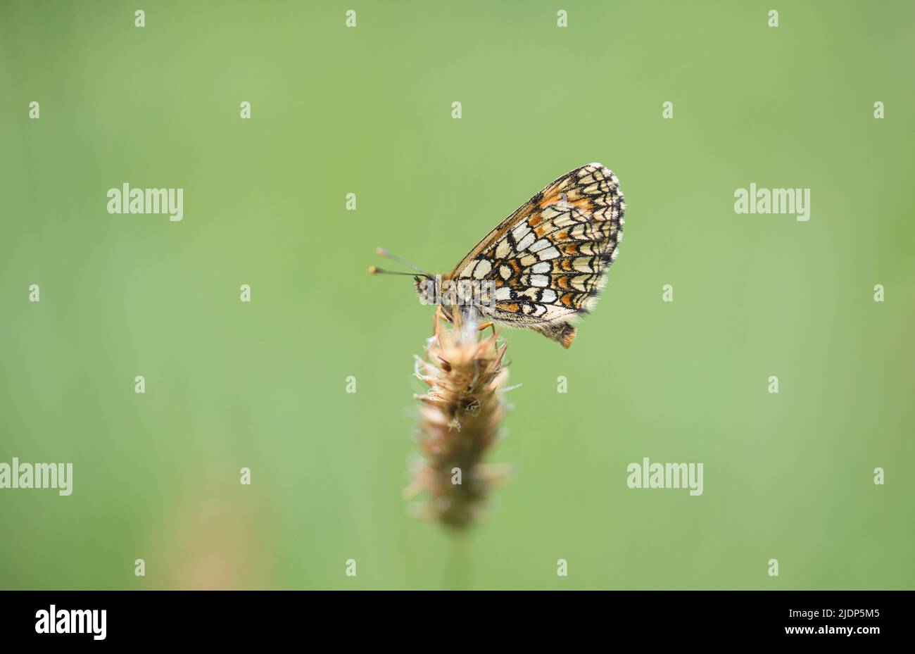 Heath fritillary (Mellicta athalia), underside of adult butterfly Stock ...