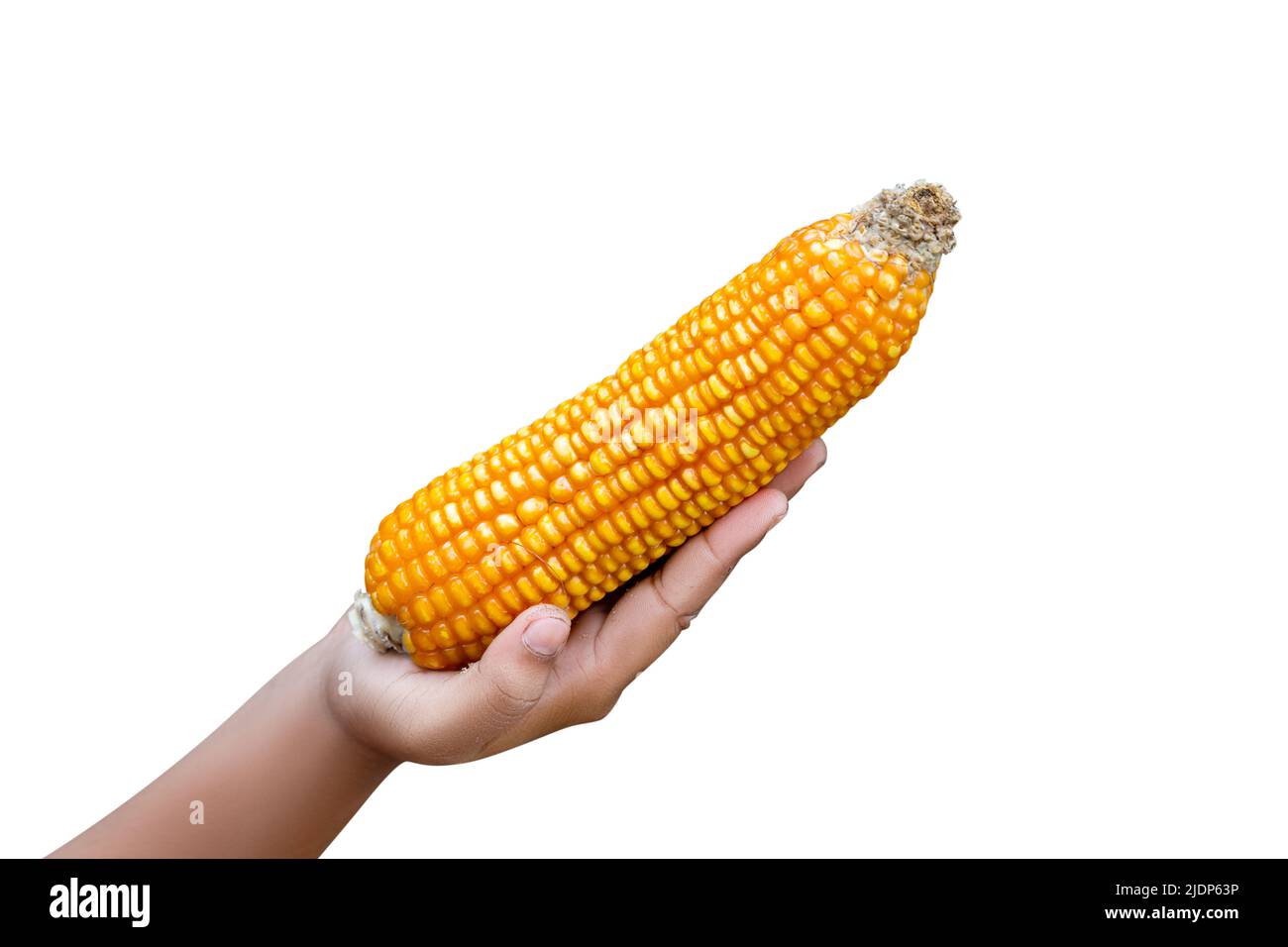 Holding human hand corn on the cob vegetable close up hi-res stock ...