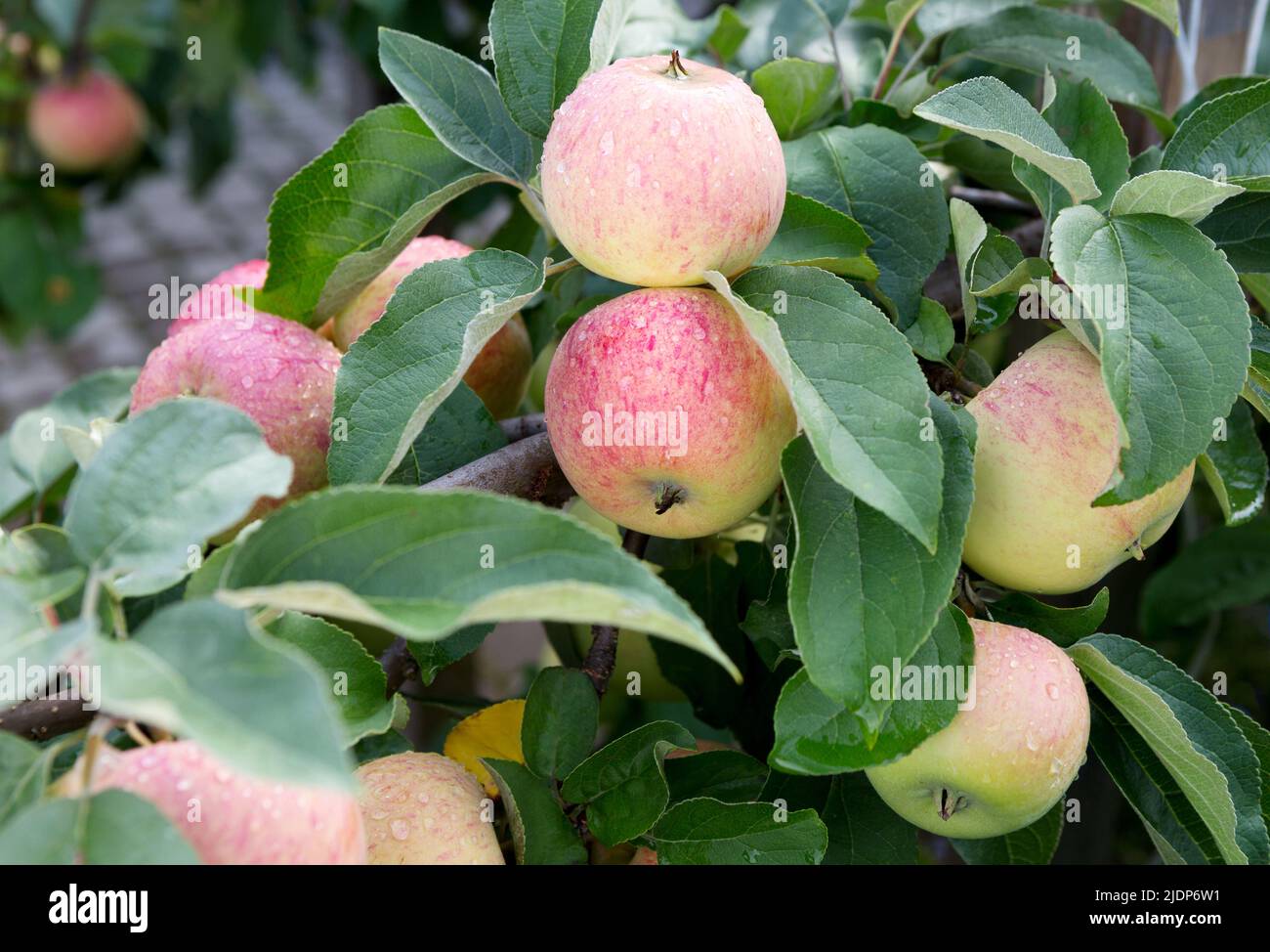 Apple tree with ripe apple fruit. Ripe apples growing on apple tree ...