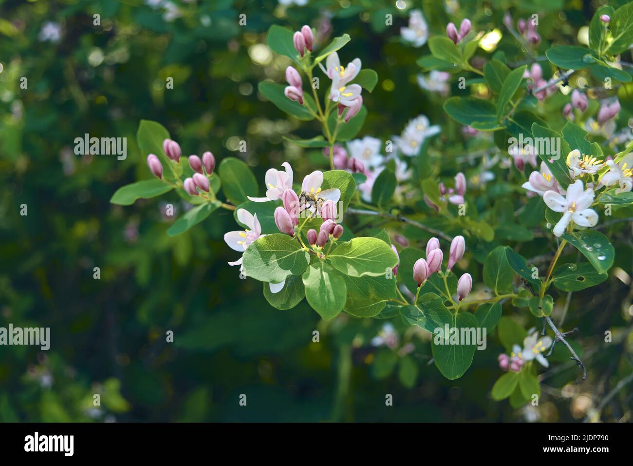 Frangula alnus flowering bush, blooming white flower close up detail ...