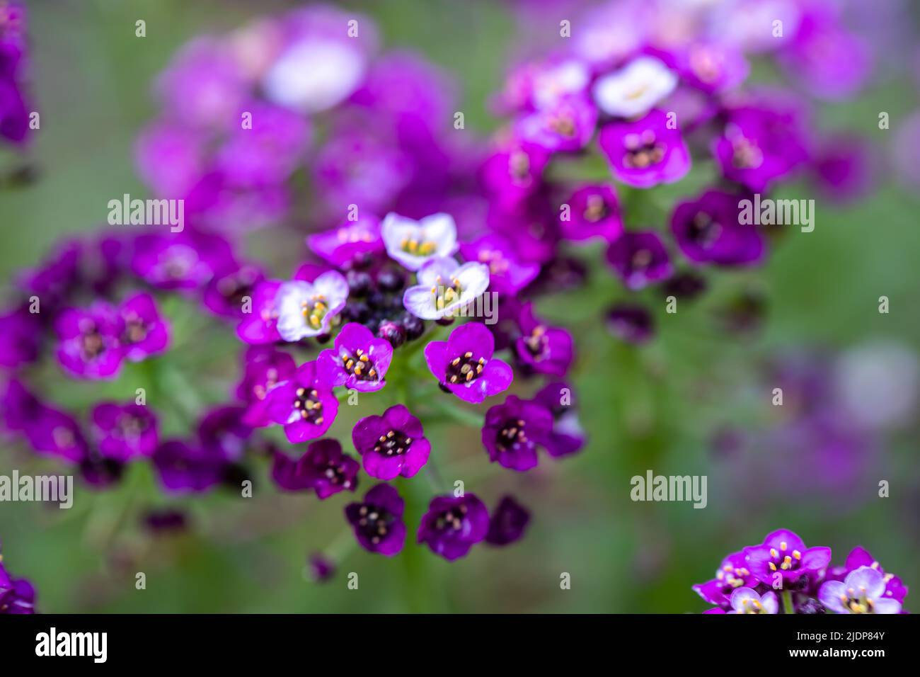 Close-up of vibrant Lobularia maritima (Alyssum maritimum) flowers ...