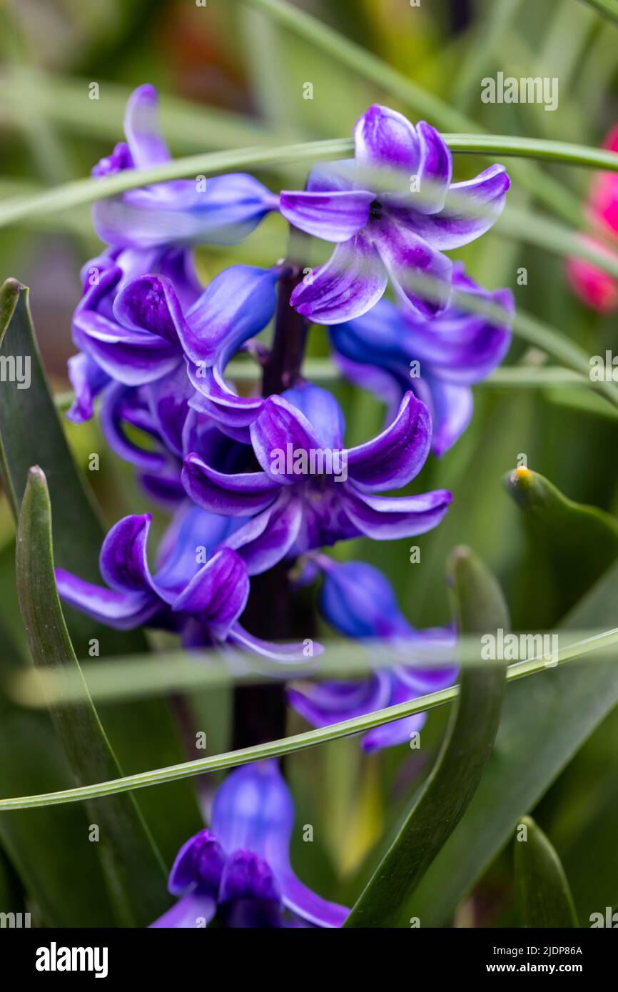 Purple Hyacinthus orientalis, the common hyacinth, garden hyacinth or Dutch hyacinth Stock Photo ...