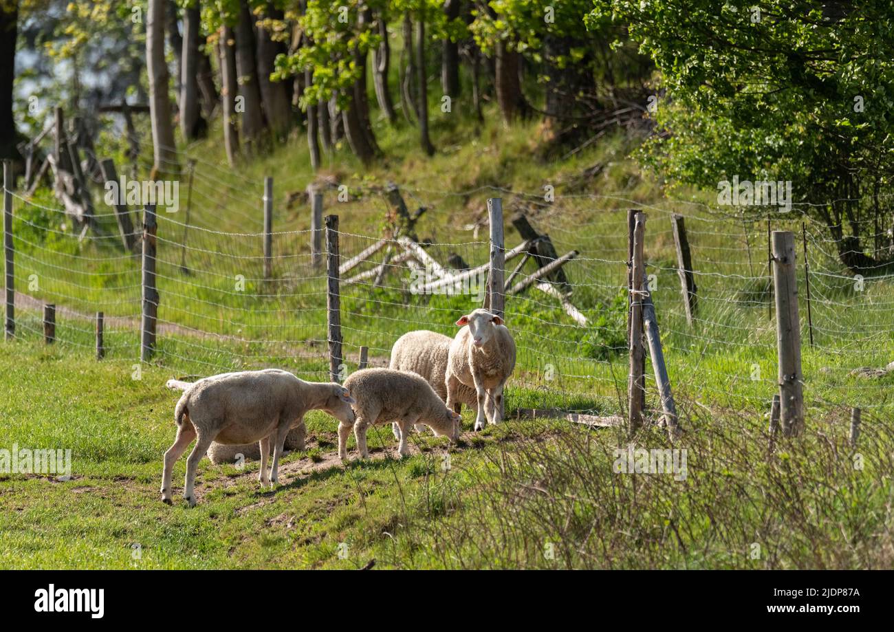 Sheep on a green pasture on a hillside. Fresh spring green grass. Sheep ...