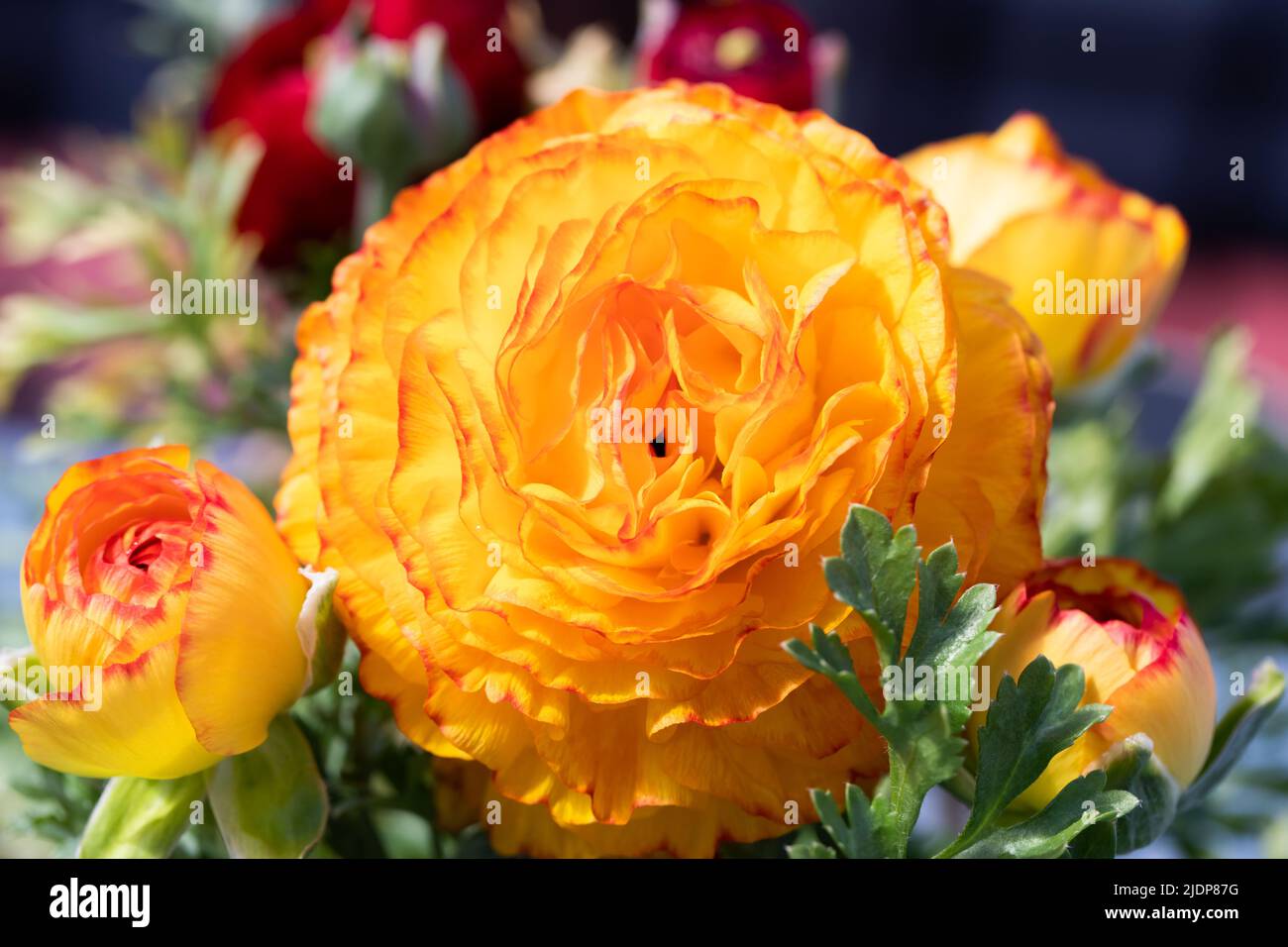 Close-up of vibrant, sunny Ranunculus flowers, known as buttercups ...