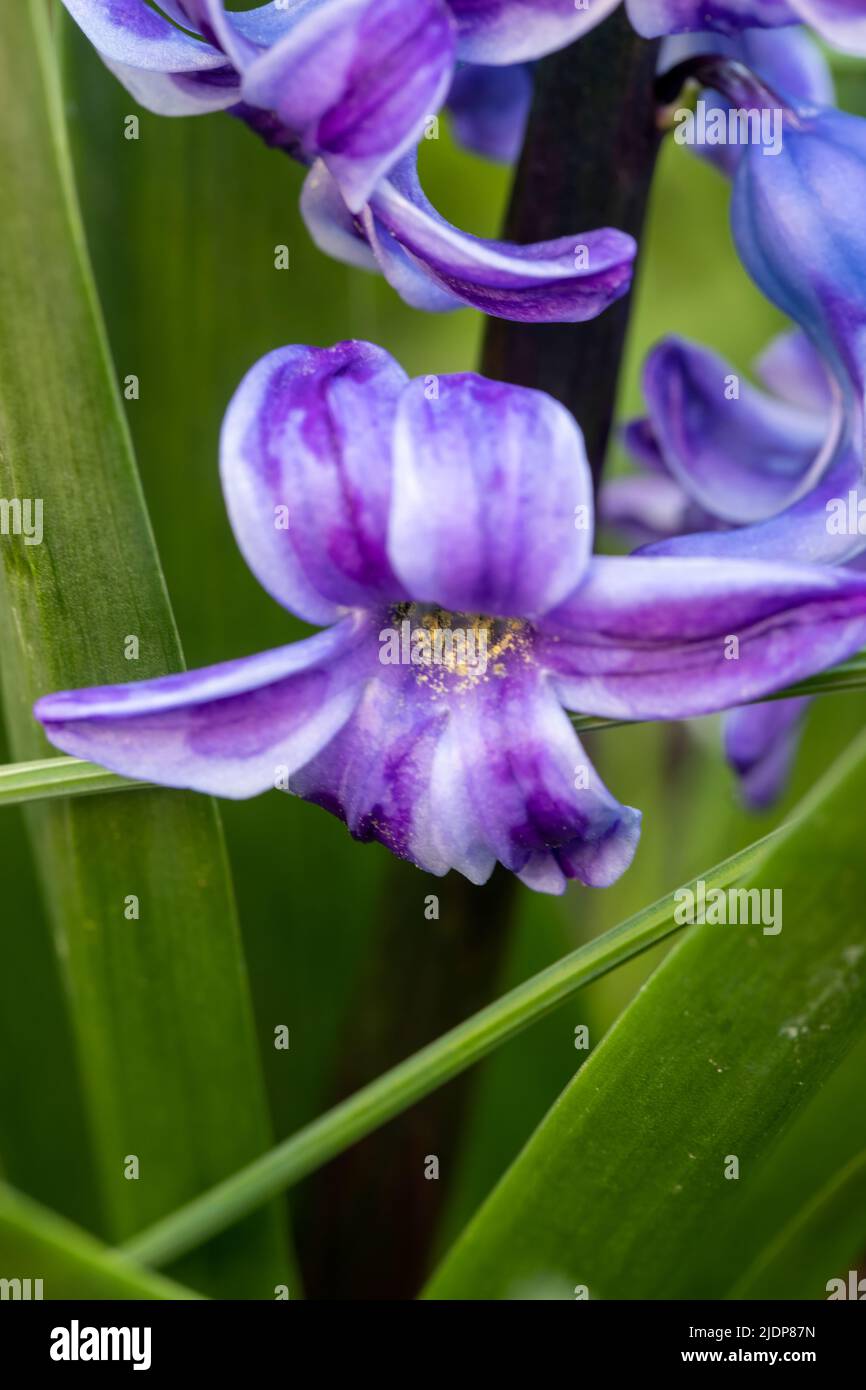 Purple Hyacinthus orientalis, the common hyacinth, garden hyacinth or Dutch hyacinth Stock Photo ...