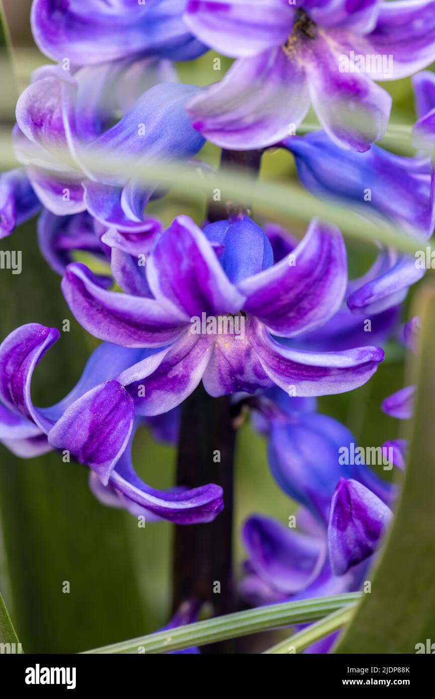 Purple Hyacinthus orientalis, the common hyacinth, garden hyacinth or Dutch hyacinth Stock Photo ...