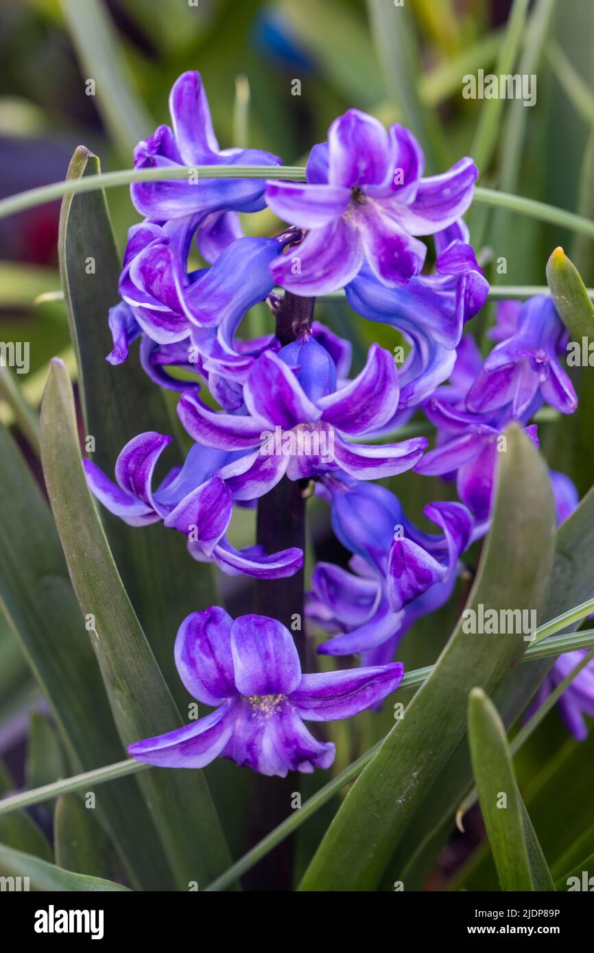 Purple Hyacinthus orientalis, the common hyacinth, garden hyacinth or Dutch hyacinth Stock Photo ...