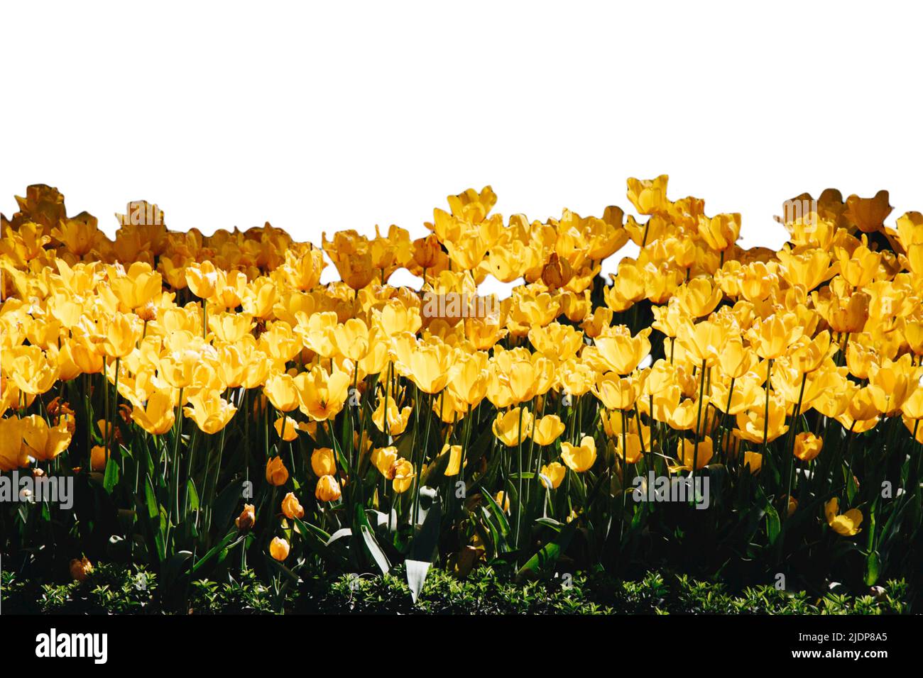 Spring flowers tulips isolated on white background. floral collection ...