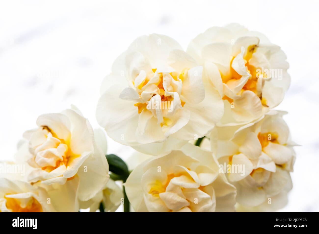 Delightfully fragrant white narcissus Erlicheer double variety with ...