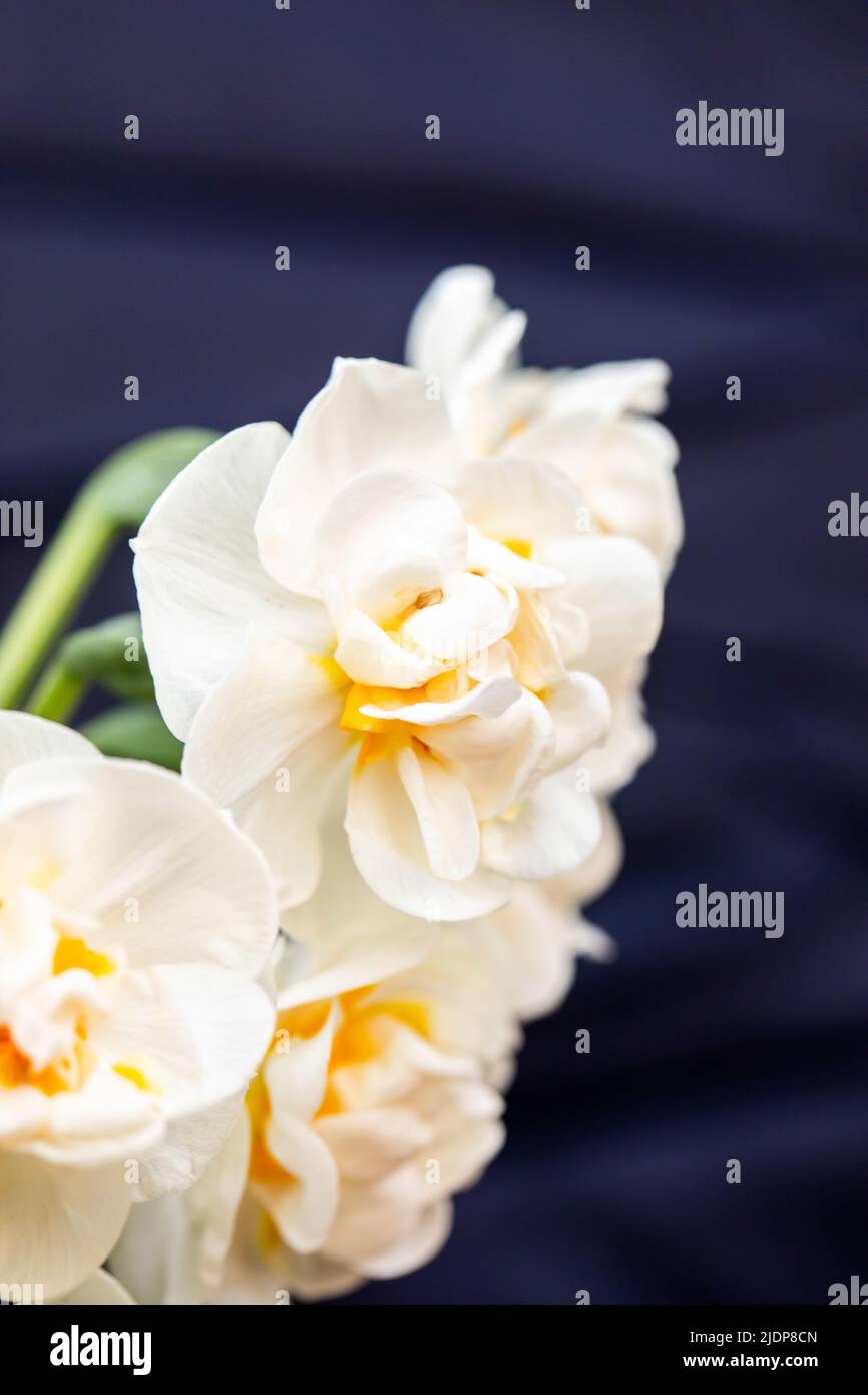 Delightfully fragrant white narcissus Erlicheer double variety with ...
