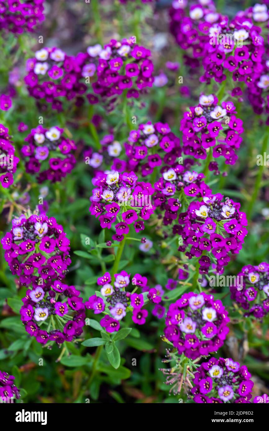 Close-up of vibrant Lobularia maritima (Alyssum maritimum) flowers ...