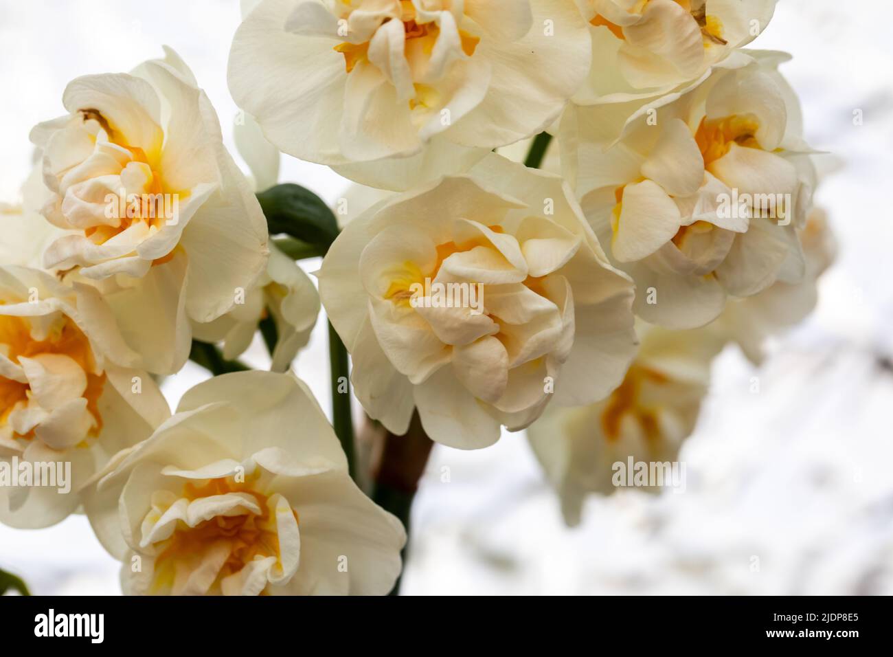 Narcissus erlicheer hi-res stock photography and images - Alamy