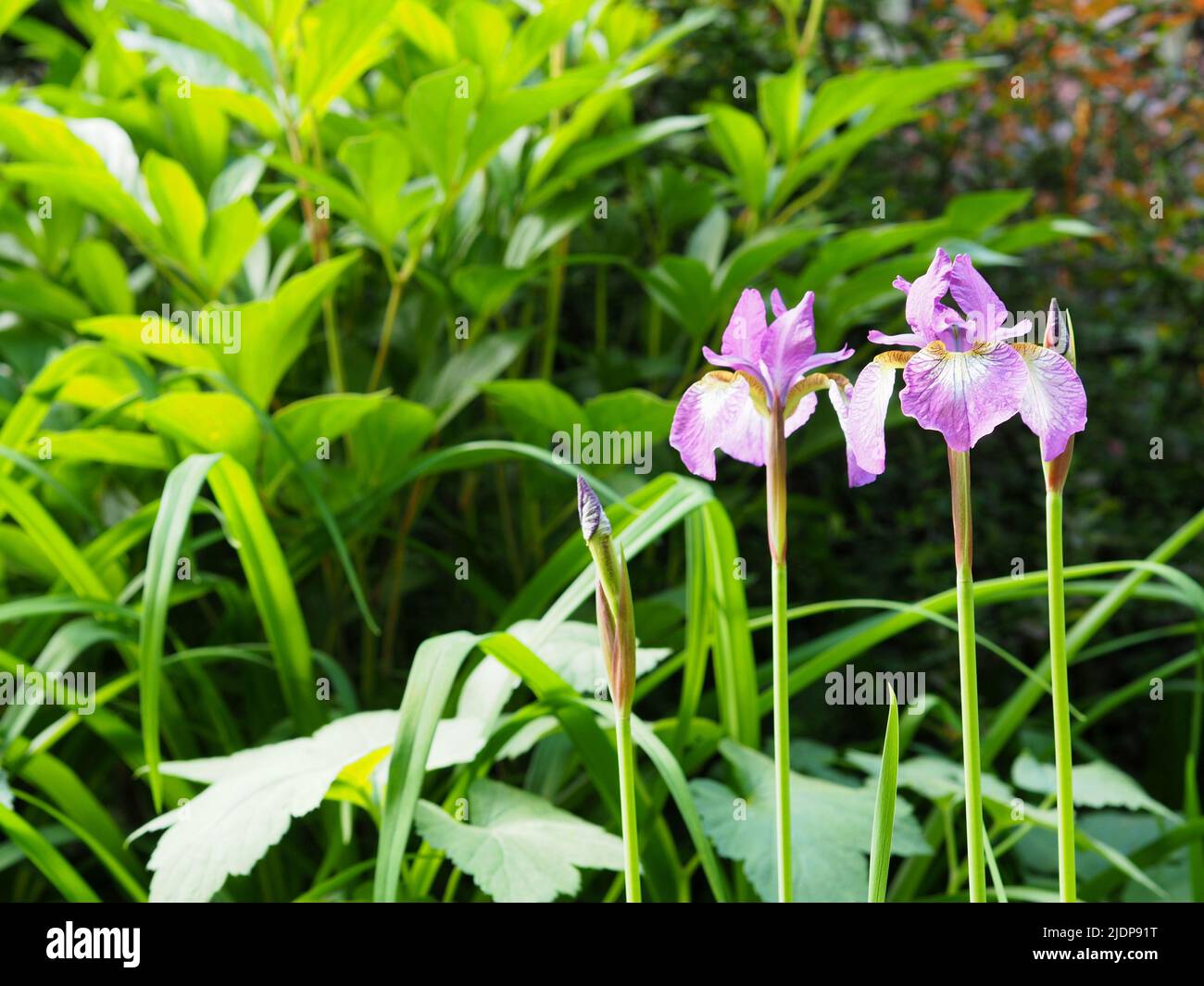 Lovely pale purple iris flowers in a garden in Ottawa, Ontario, Canada ...