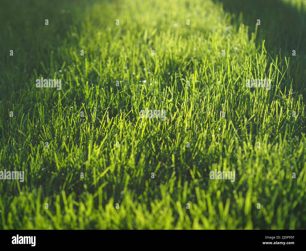 Glorious fresh green lawn in the sunshine after a rainfall in Ottawa ...