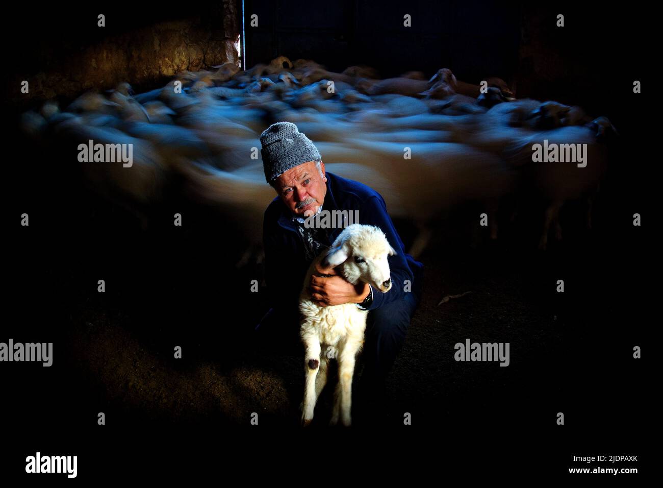 The shepherd takes care of his new lambs Stock Photo - Alamy