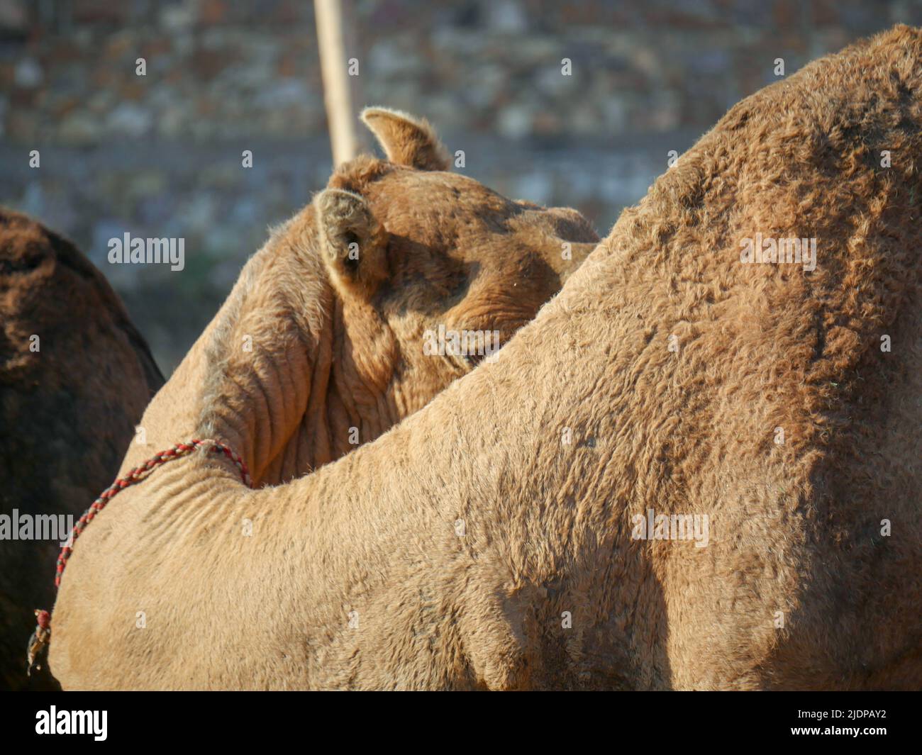 Indian Camel picture in sitting position Stock Photo - Alamy