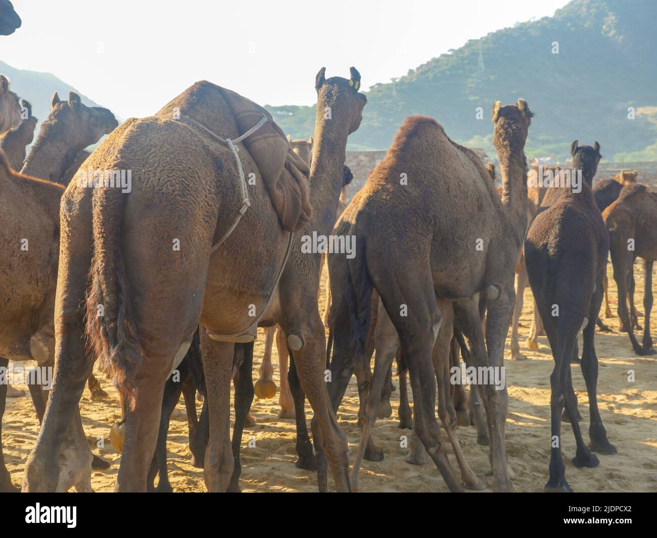 Camels gathered for trade at pushkar camel fair in India Stock Photo ...