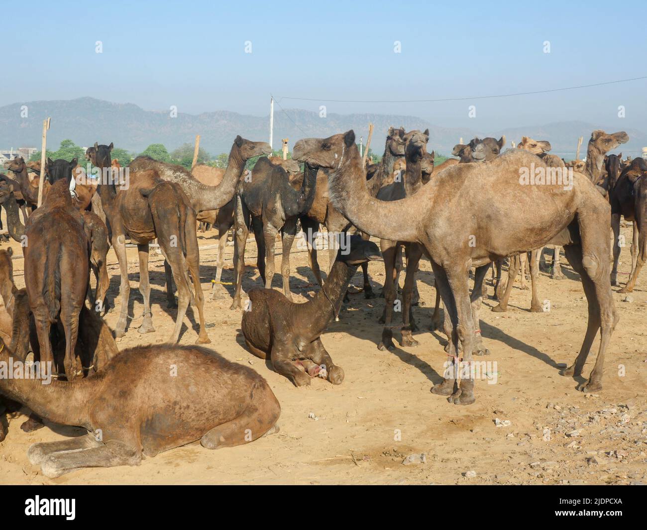 Camels gathered for trade at pushkar camel fair in India Stock Photo ...