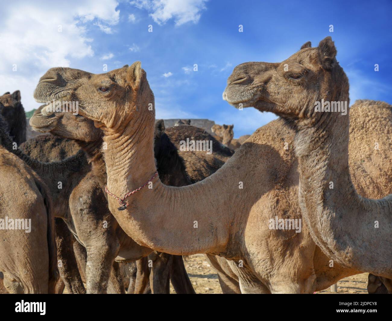 Camels gathered for trade at pushkar camel fair in India Stock Photo ...