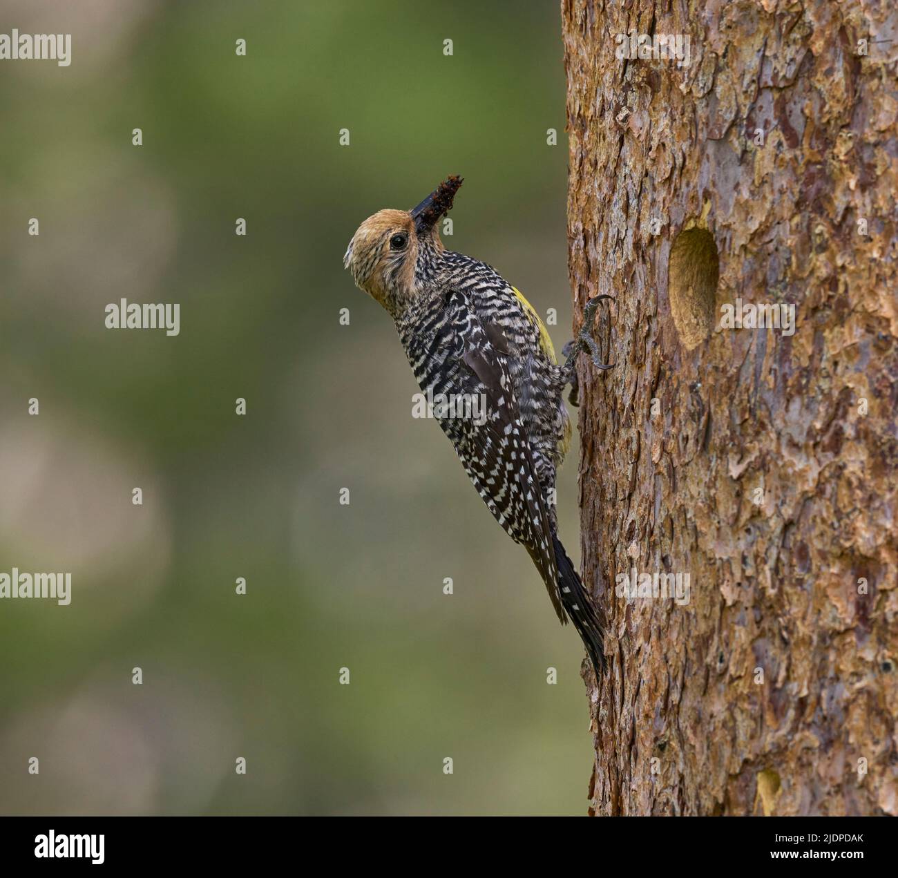 Adult Williamson's Sapsucker bringing ants to nestlings in nest cavity ...
