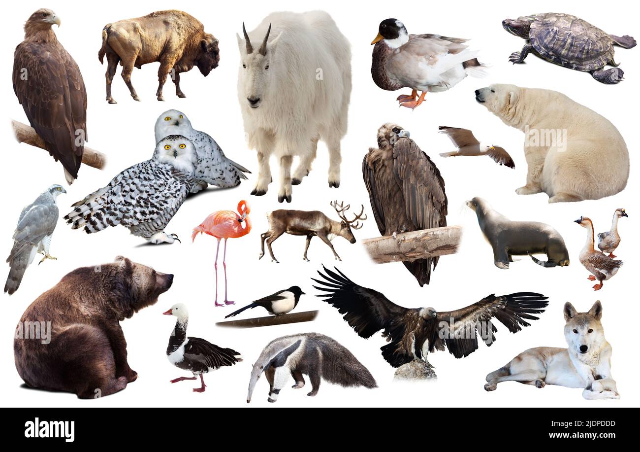 Set of fauna of North American animals Stock Photo - Alamy