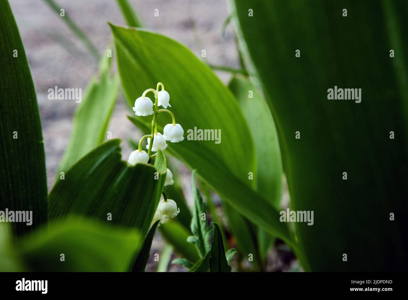 Wild forest lily of the valley grows near country road on spring ...